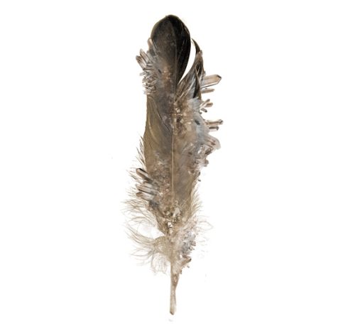 Crystal Feather Art Print – folk-stone.com