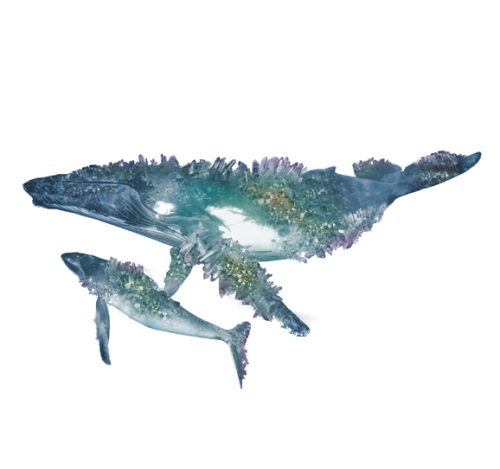Crystal Whale Art Print – folk-stone.com