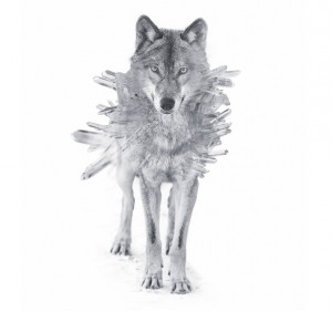 Crystal Wolf Art Print – folk-stone.com