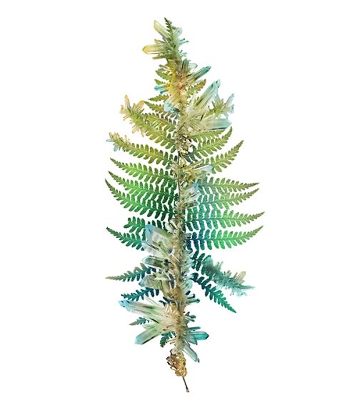 Crystal Fern Art Print (Vibrant) – folk-stone.com